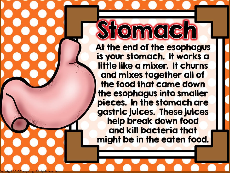 Where Does Your Dinner Go? Bulletin Board – The Bulletin Board Lady